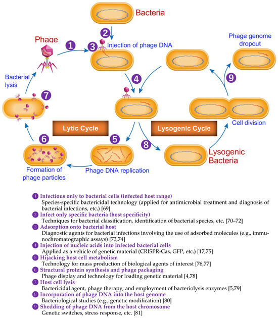 A Comprehensive Review on Phage Therapy and Phage-Based Drug Development