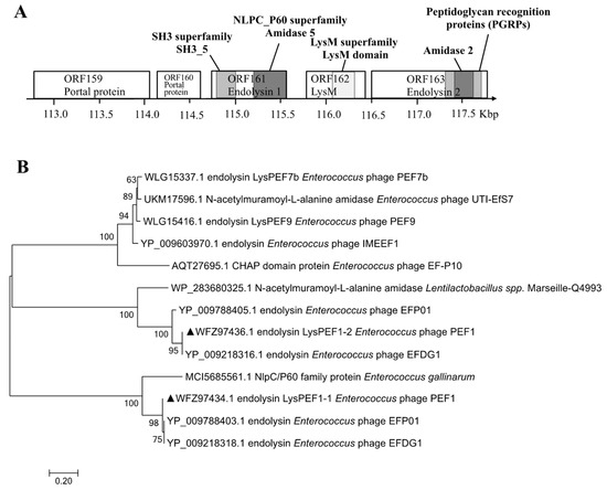 Characterization of Two Novel Endolysins from Bacteriophage PEF1 and Evaluation of Their ...