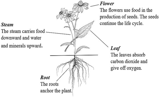 Phytochemistry, Mechanisms, and Preclinical Studies of Echinacea ...
