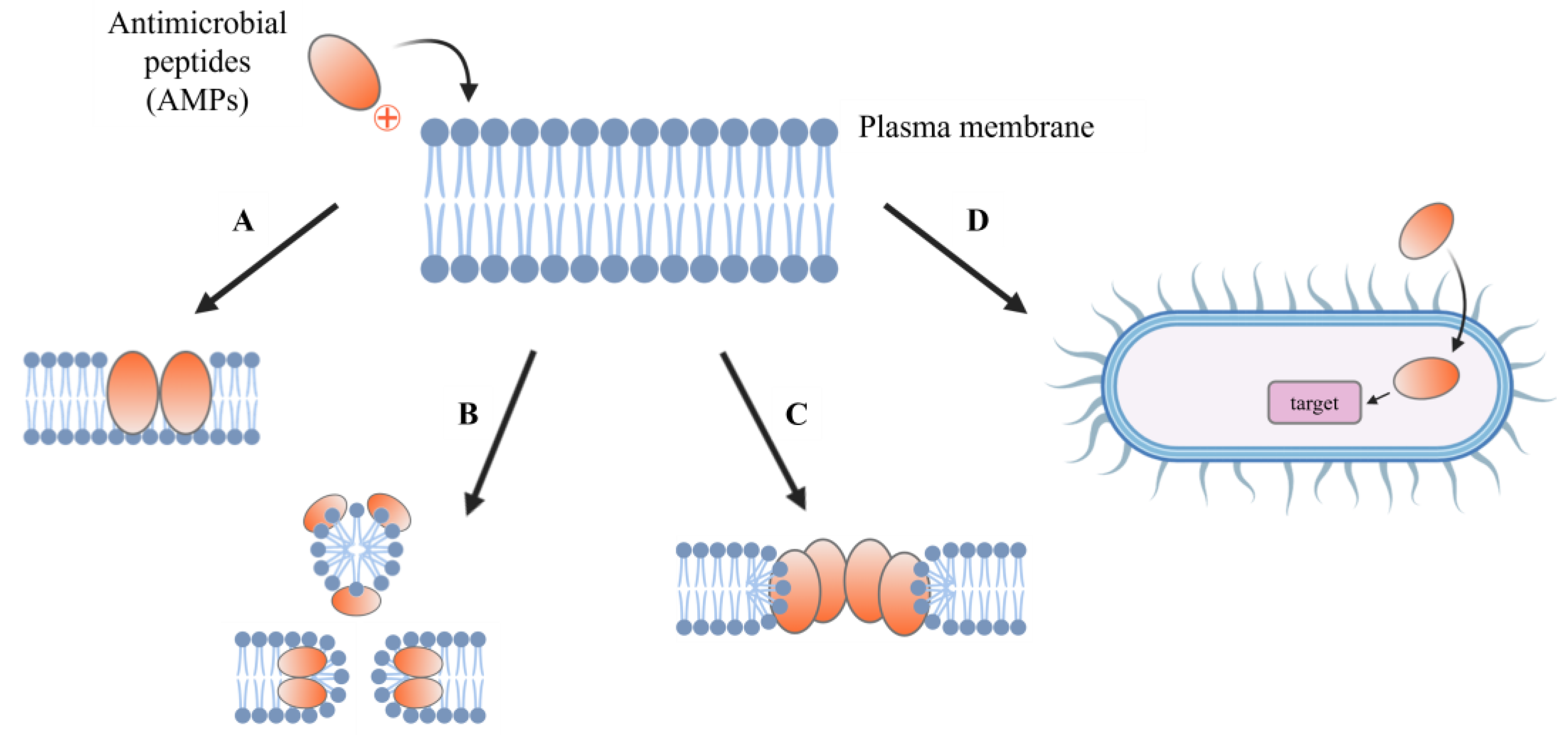 Investigation of the Mechanism of Action of AMPs from Amphibians to ...