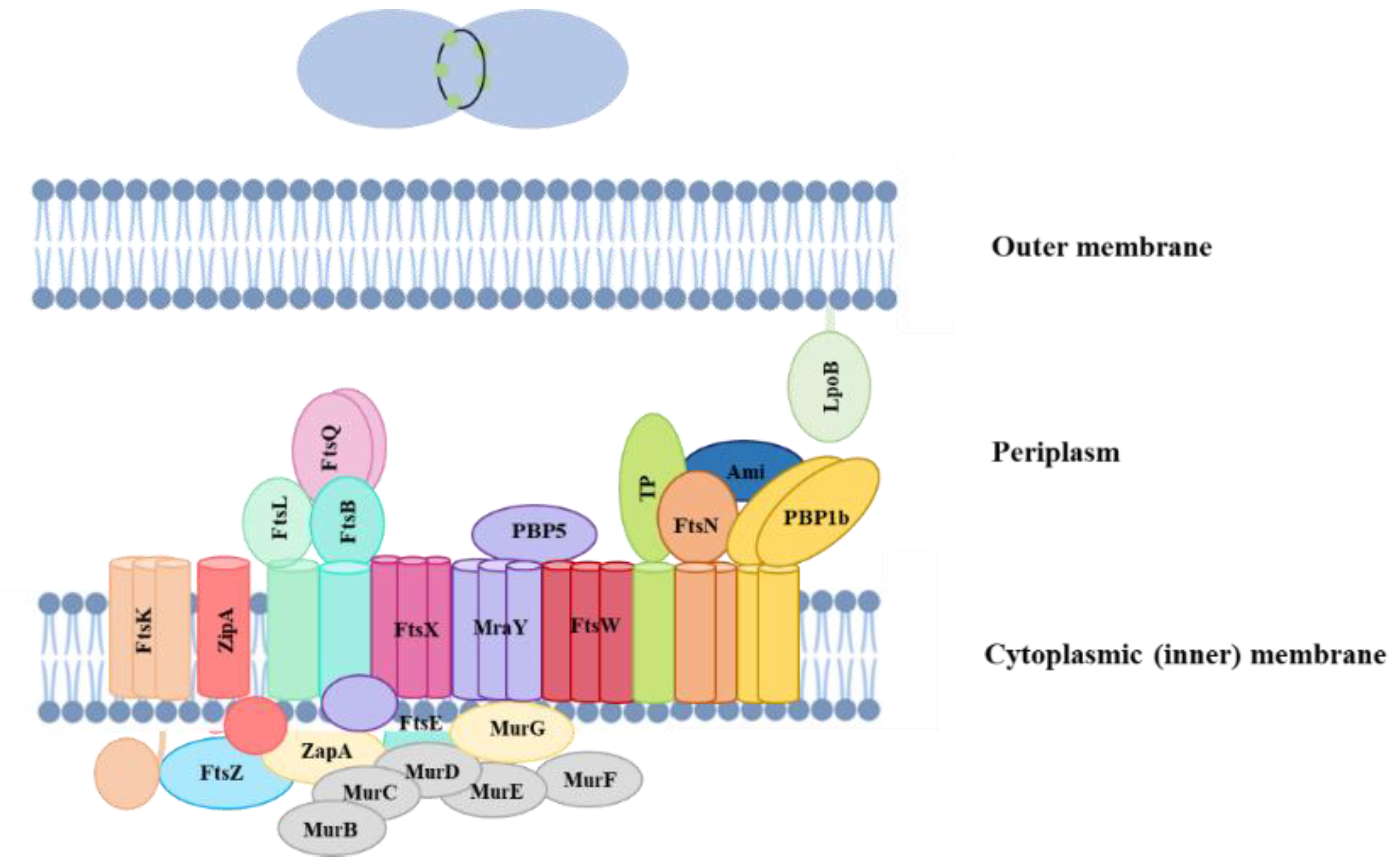 Investigation of the Mechanism of Action of AMPs from Amphibians to ...