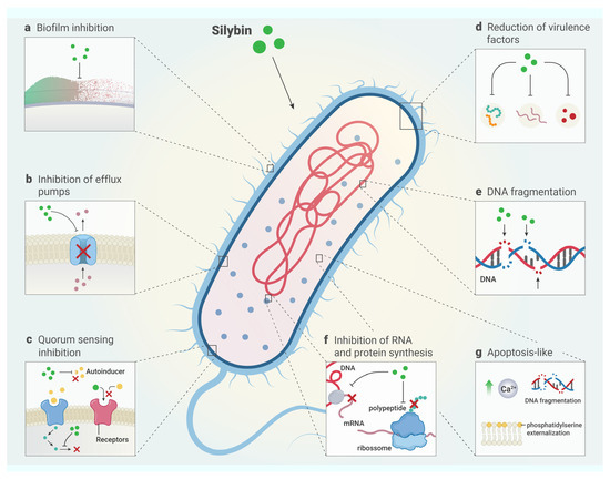 A Comprehensive Review on the Antibacterial, Antifungal, Antiviral, and ...
