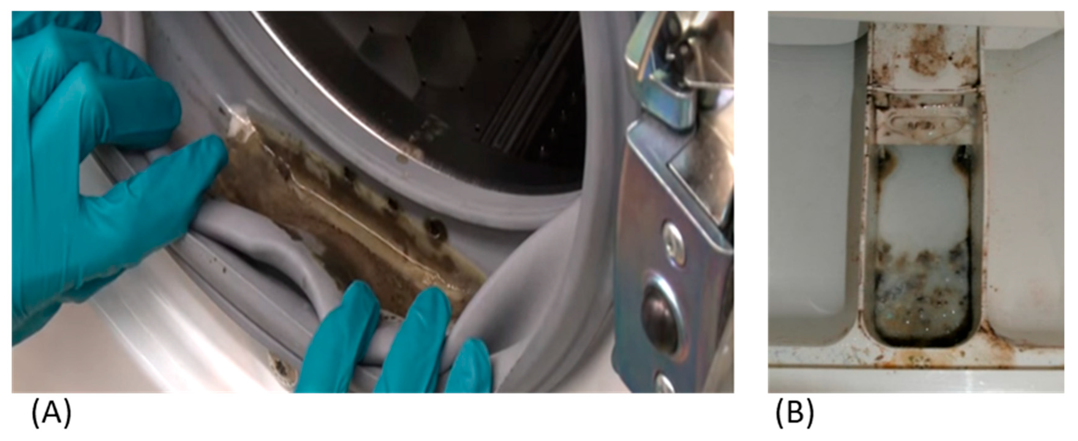 Microbial Colonization, Biofilm Formation, and Malodour of Washing ...