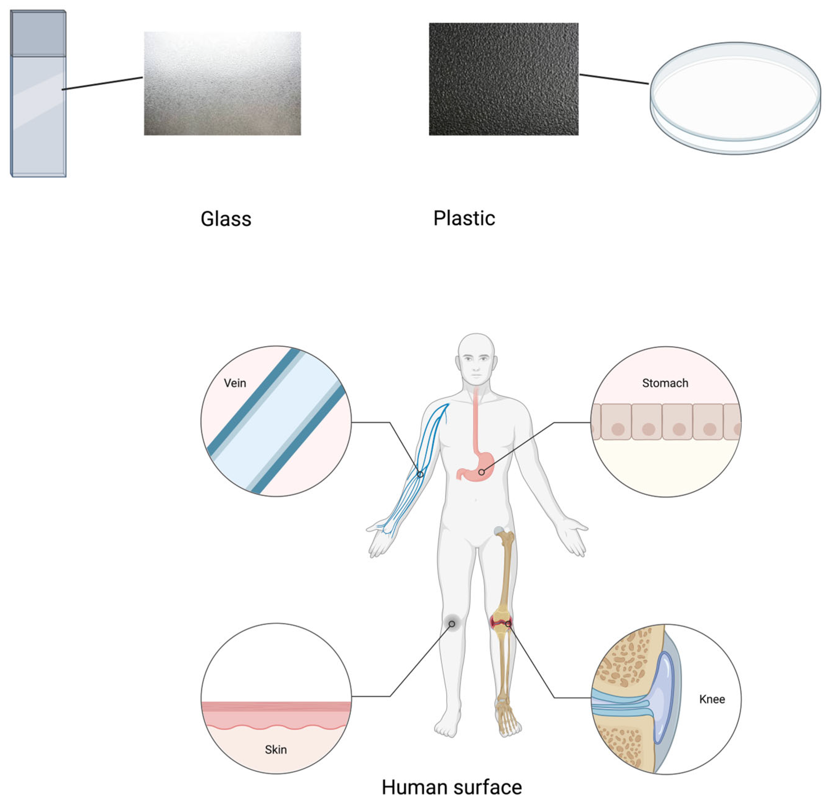 Classical and Modern Models for Biofilm Studies: A Comprehensive Review