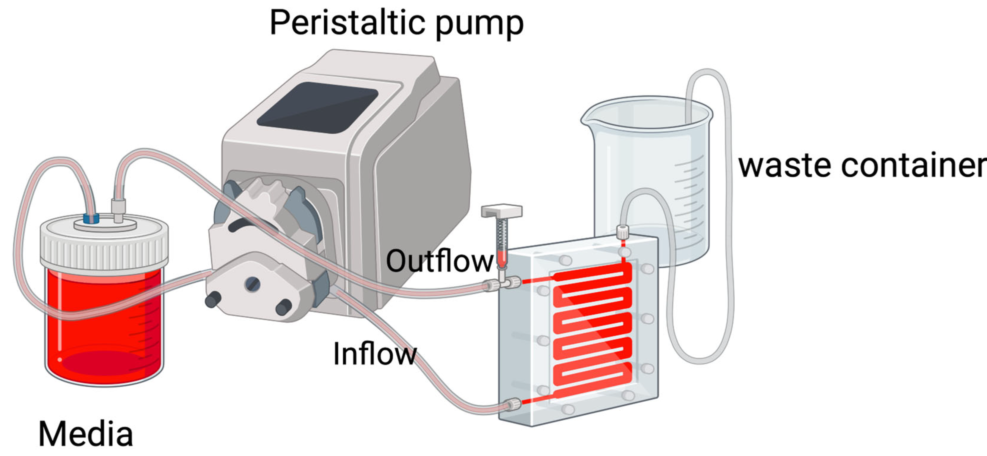 Classical and Modern Models for Biofilm Studies: A Comprehensive Review