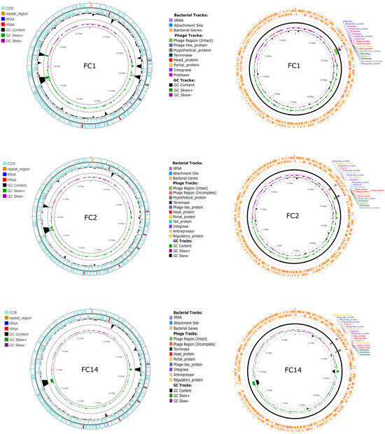 Comparative Genome Analysis of Canine Frederiksenia canicola Isolates