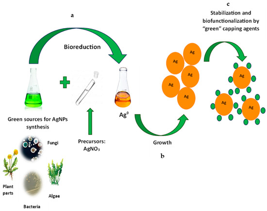 Green Silver Nanoparticles: An Antibacterial Mechanism