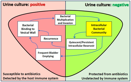 Recurrent Urinary Tract Infections (UTIs): A Review and Proposal for ...