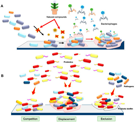 Recent Advances in Biofilm Control Technologies for the Food Industry