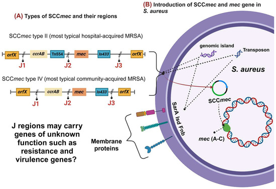Distribution of Antimicrobial Resistance and Biofilm Production Genes in the Genomic Sequences ...