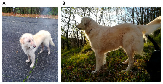 Detection of a Mixed-Strain Infection with Drug- and Multidrug ...
