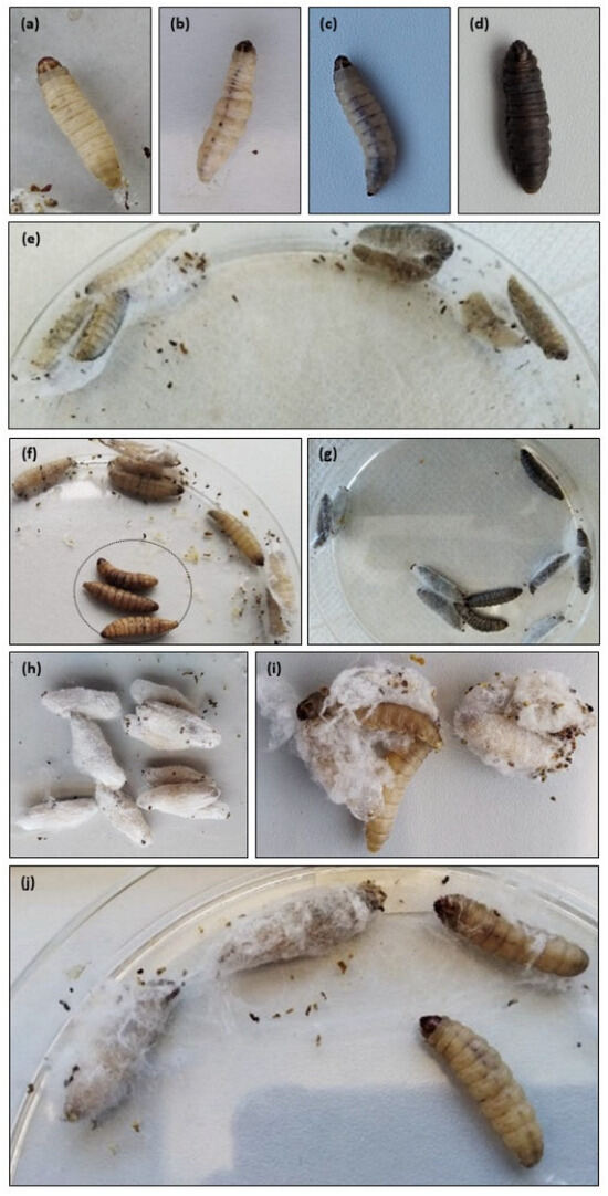 In Vivo Antimicrobial Activity of Nisin Z Against S. aureus and ...