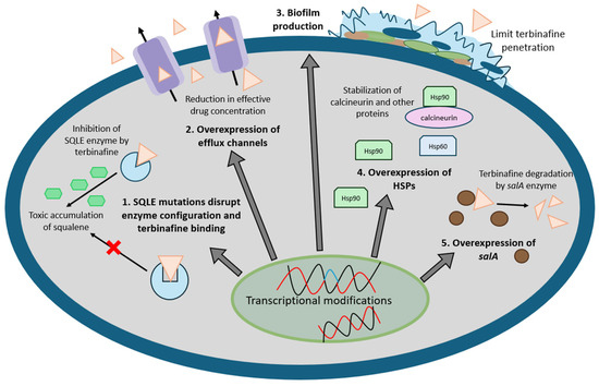 Terbinafine Resistance in Trichophyton rubrum and Trichophyton ...