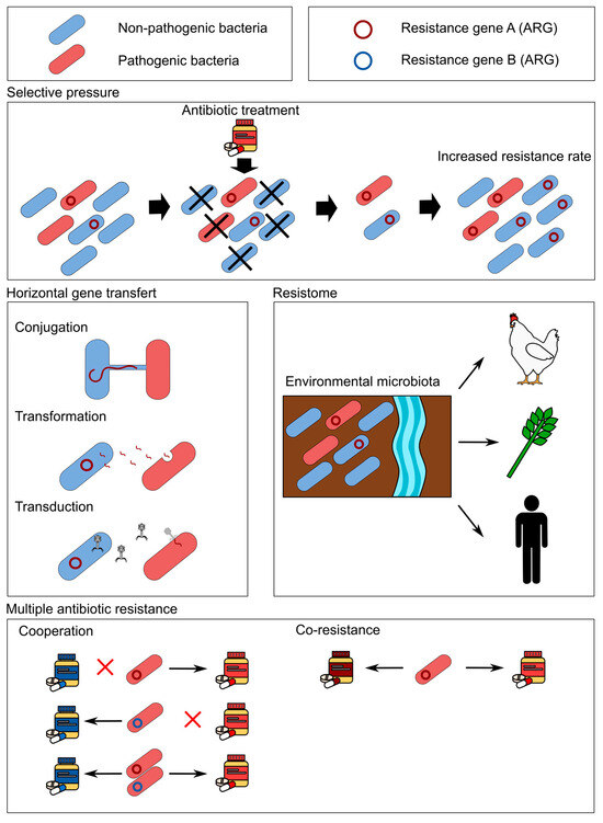 Use, Risk and Revalorization of Veterinary Antibiotics: A Canadian ...