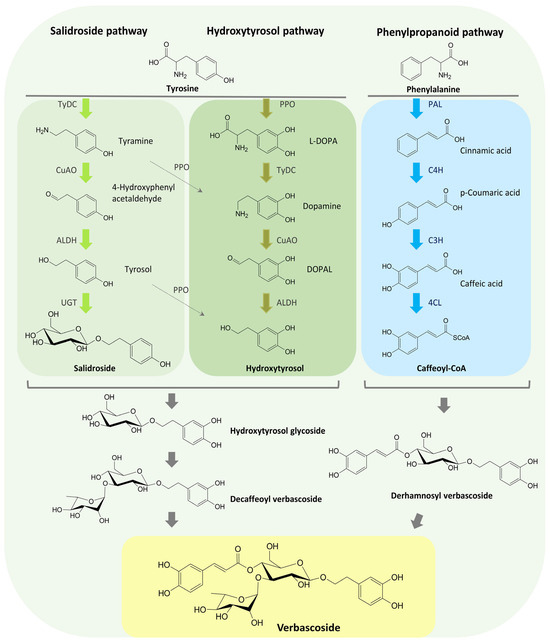 Multifaceted Biological Properties of Verbascoside/Acteoside ...