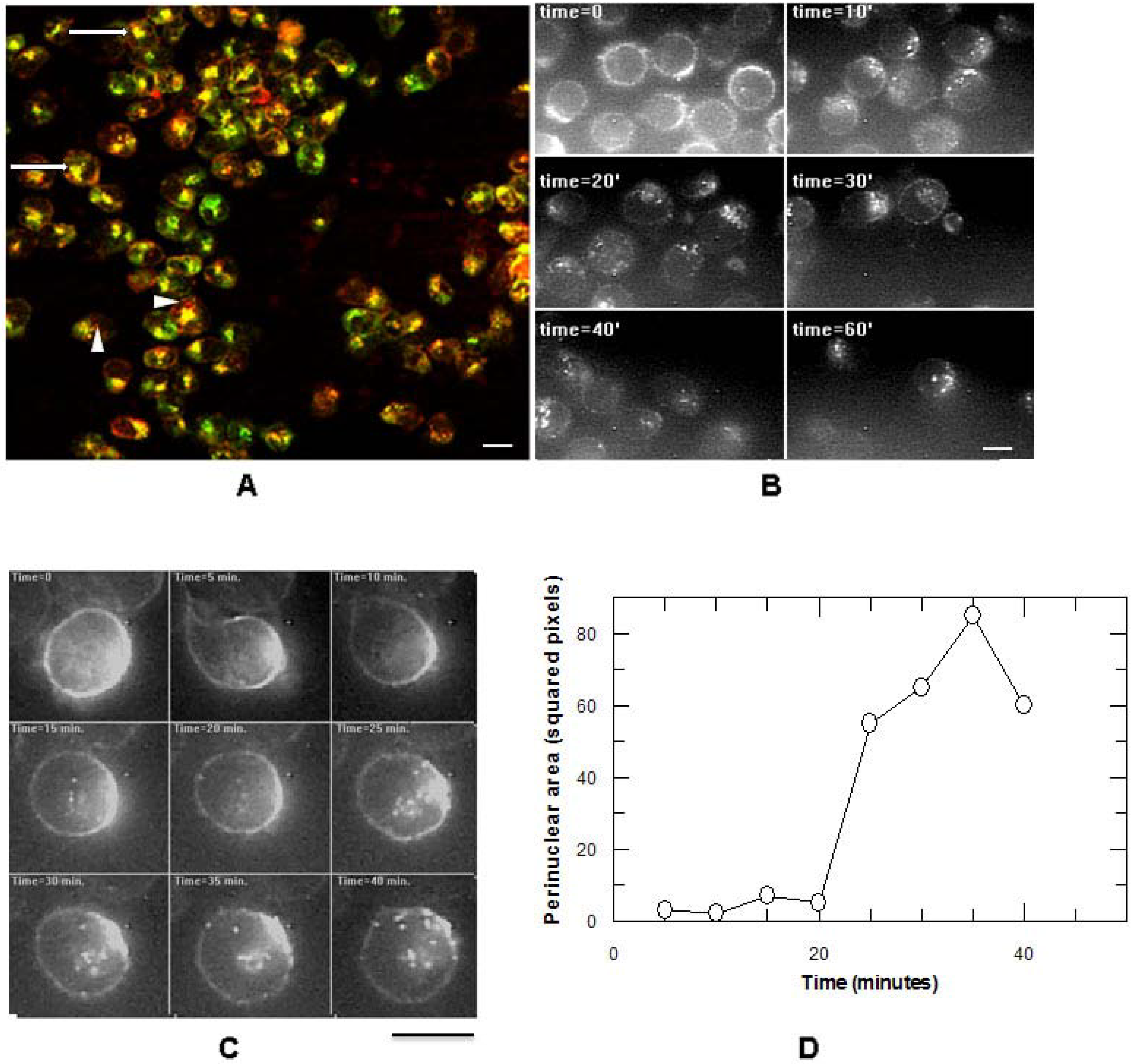 Antibodies | Free Full-Text | Dissecting the Entry Route of Saporin ...