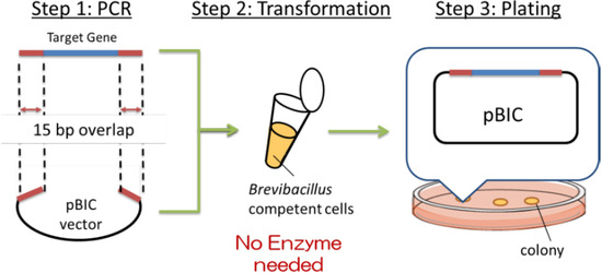 Efficient Expression of Antibody Fragments with the Brevibacillus ...