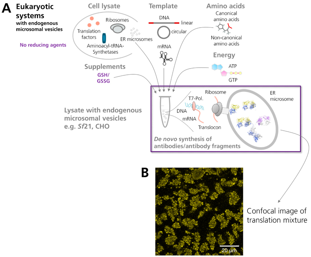 Cell-Free Synthesis Meets Antibody Production: A Review