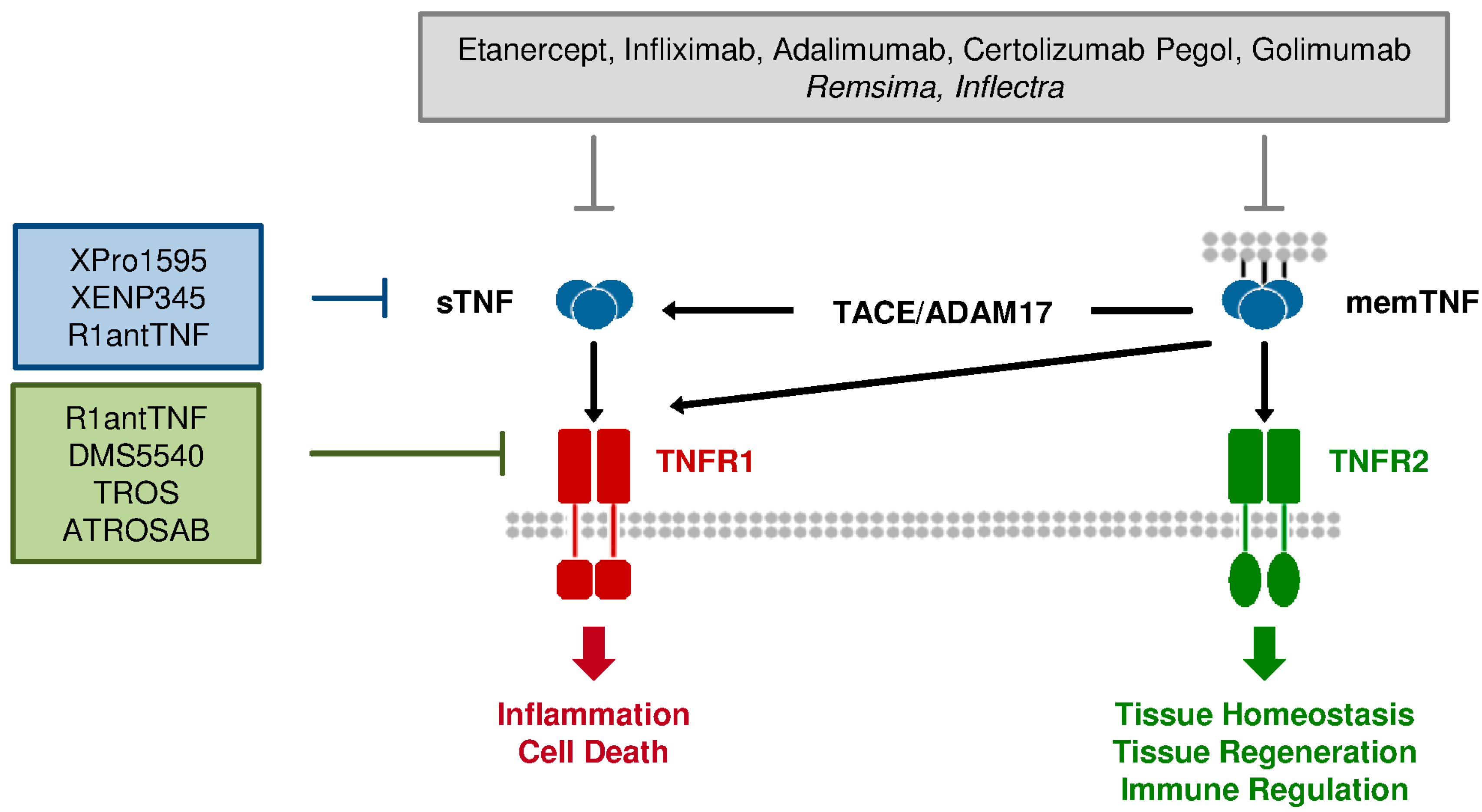 Antibodies Free Full Text Targeting Stnf Tnfr1 Signaling As A New