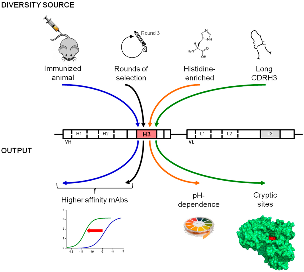 Antibodies | Special Issue : Antibody Gene Libraries