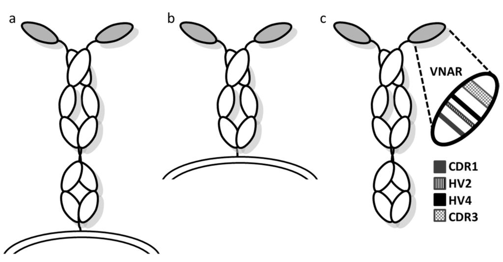 VNARs: An Ancient and Unique Repertoire of Molecules That Deliver Small ...