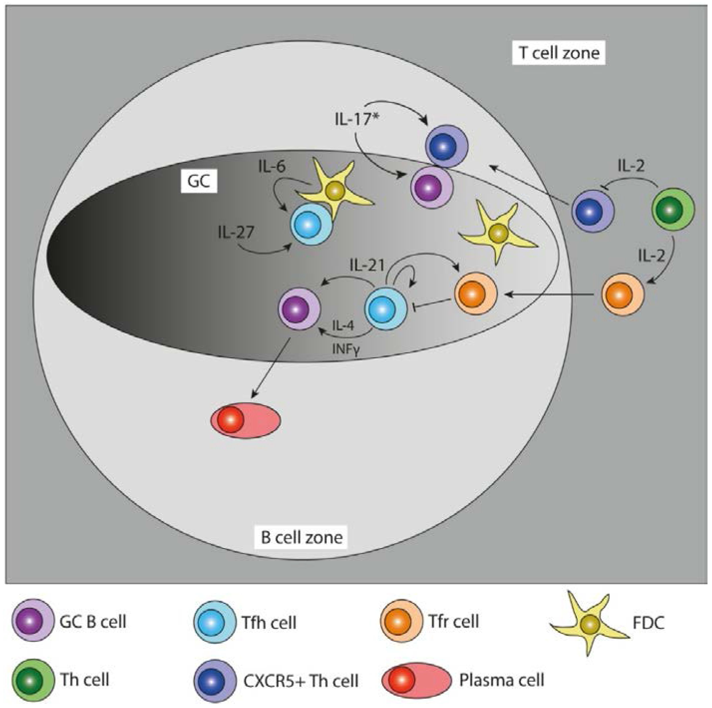 Antibodies | Free Full-Text | Cytokines in the Germinal Center Niche