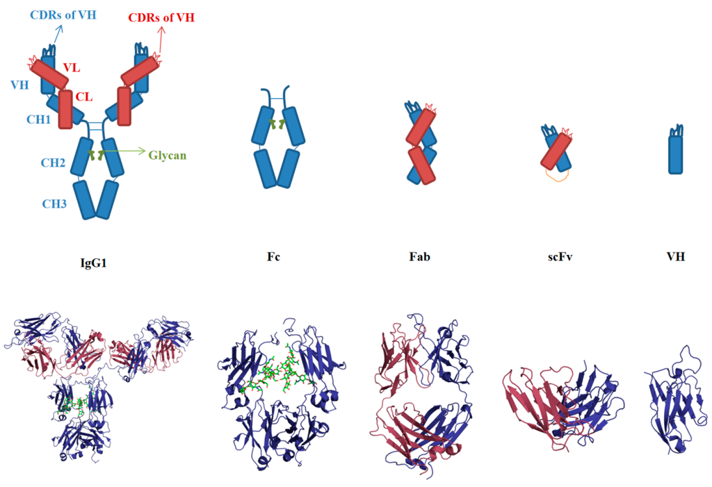Antibody Aggregation: Insights from Sequence and Structure