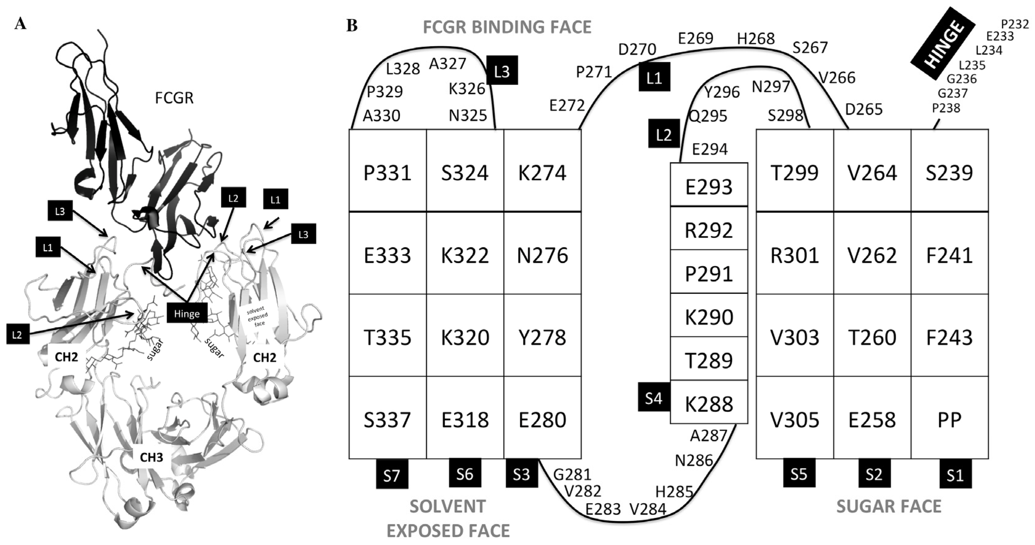 Asymmetric Fc Engineering for Bispecific Antibodies with Reduced ...