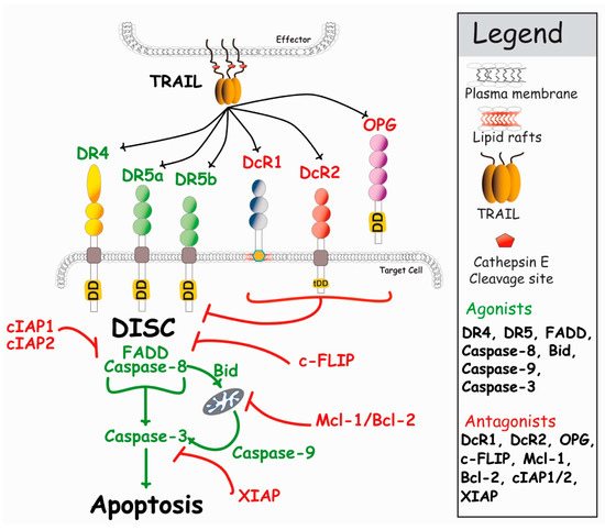 Antibodies and Derivatives Targeting DR4 and DR5 for Cancer Therapy