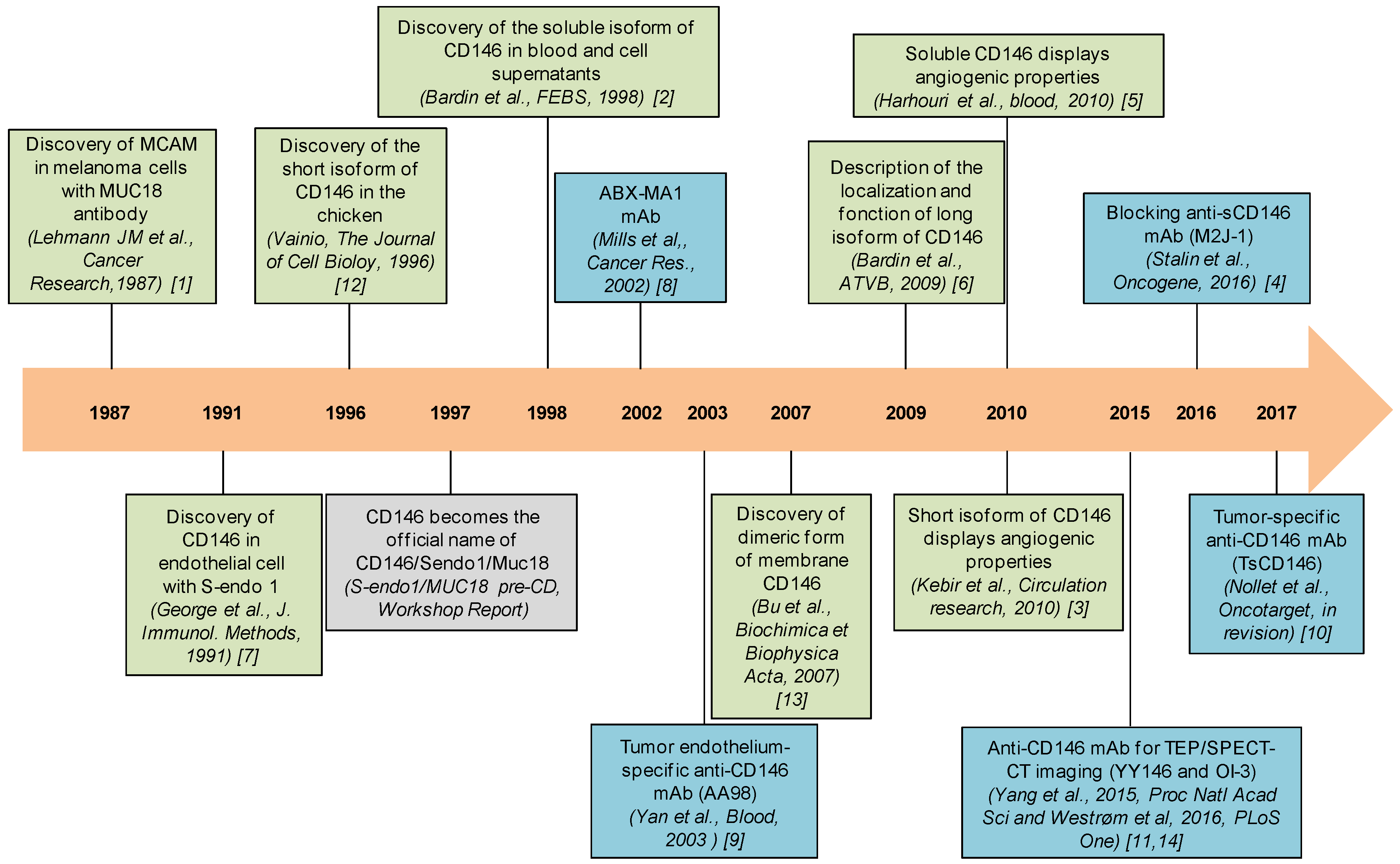 Therapeutic and Diagnostic Antibodies to CD146: Thirty Years of ...