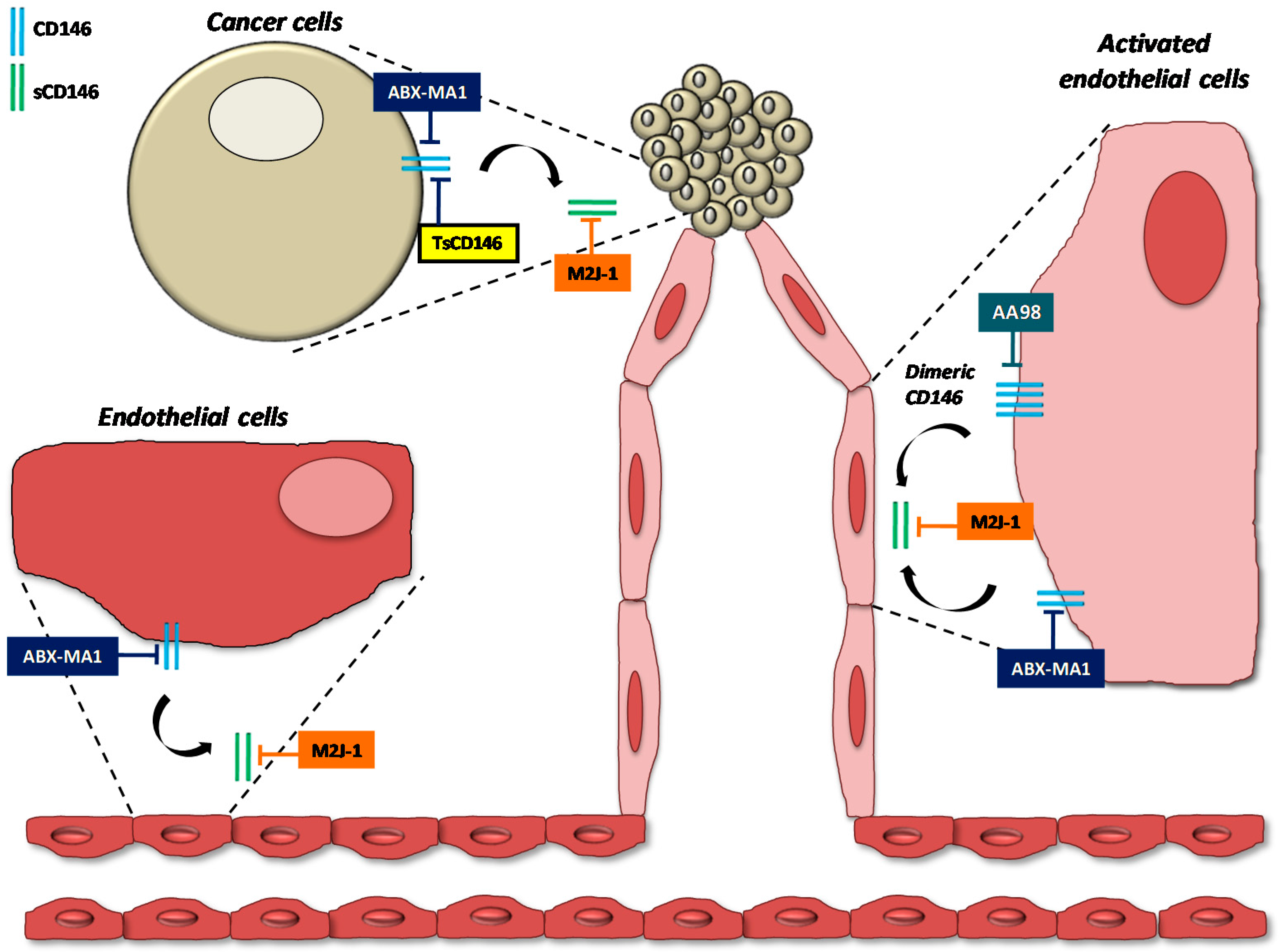 Therapeutic and Diagnostic Antibodies to CD146: Thirty Years of ...