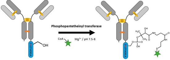 Enzyme-Based Labeling Strategies for Antibody–Drug Conjugates and ...