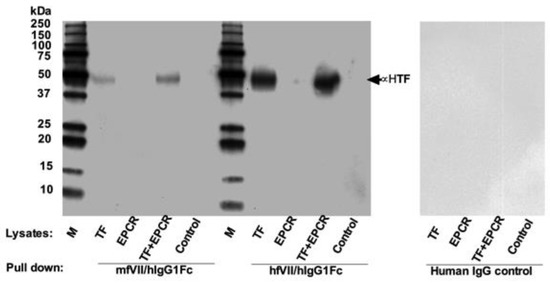 Therapeutic Antibody-Like Immunoconjugates against Tissue Factor with ...