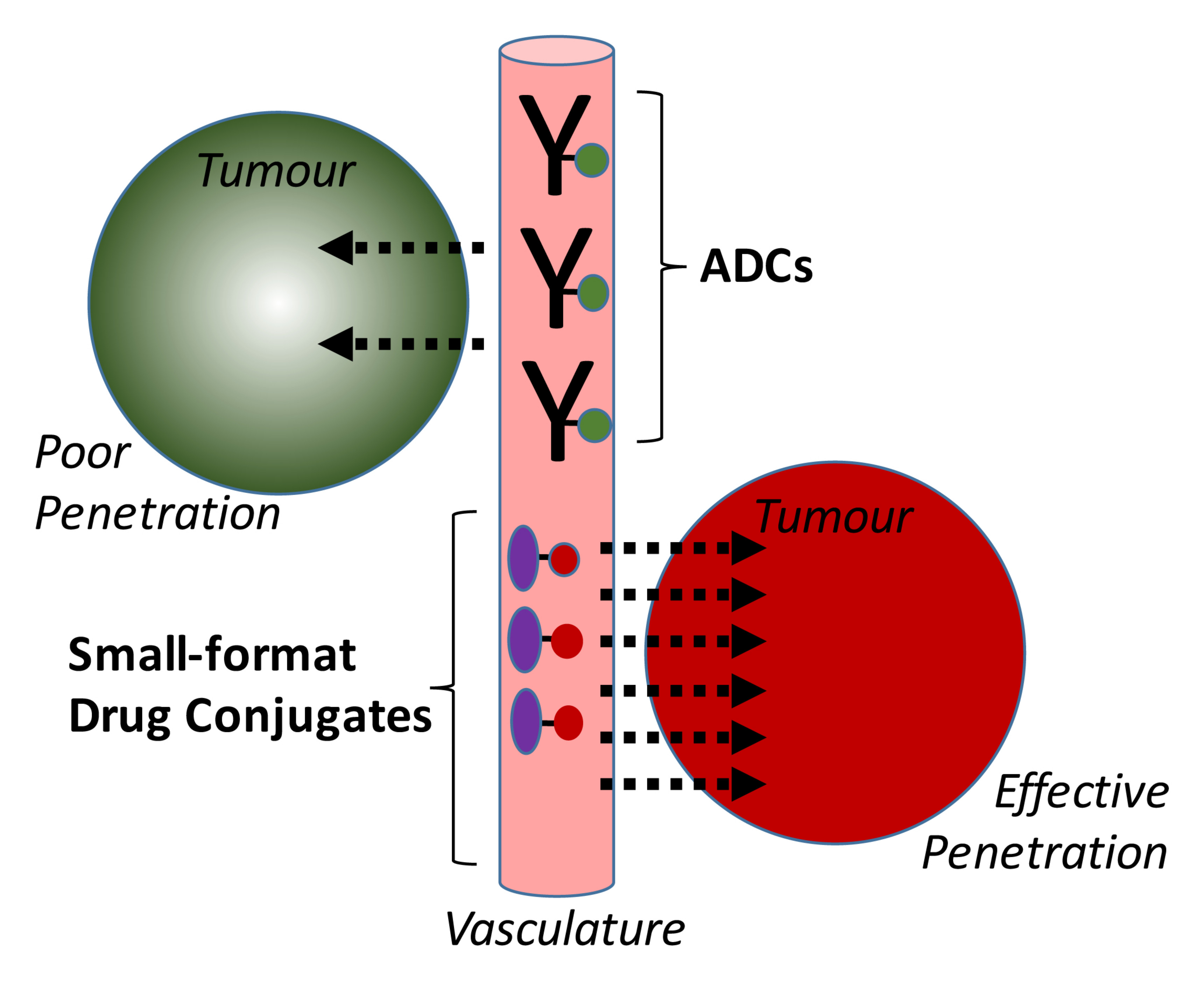 Antibodies | Free Full-Text | Small-Format Drug Conjugates: A Viable ...