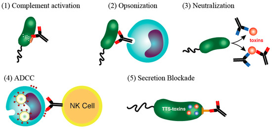 Immunoglobulin for Treating Bacterial Infections: One More Mechanism of ...