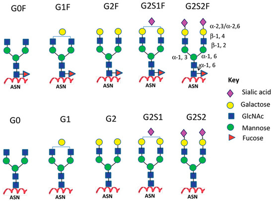 Principles of N-Linked Glycosylation Variations of IgG-Based Therapeutics: Pharmacokinetic and ...