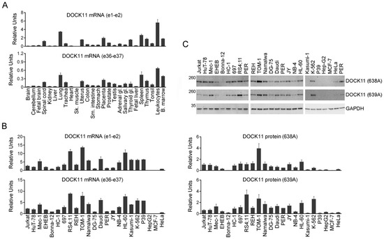 Expression of DOCK9 and DOCK11 Analyzed with Commercial Antibodies ...