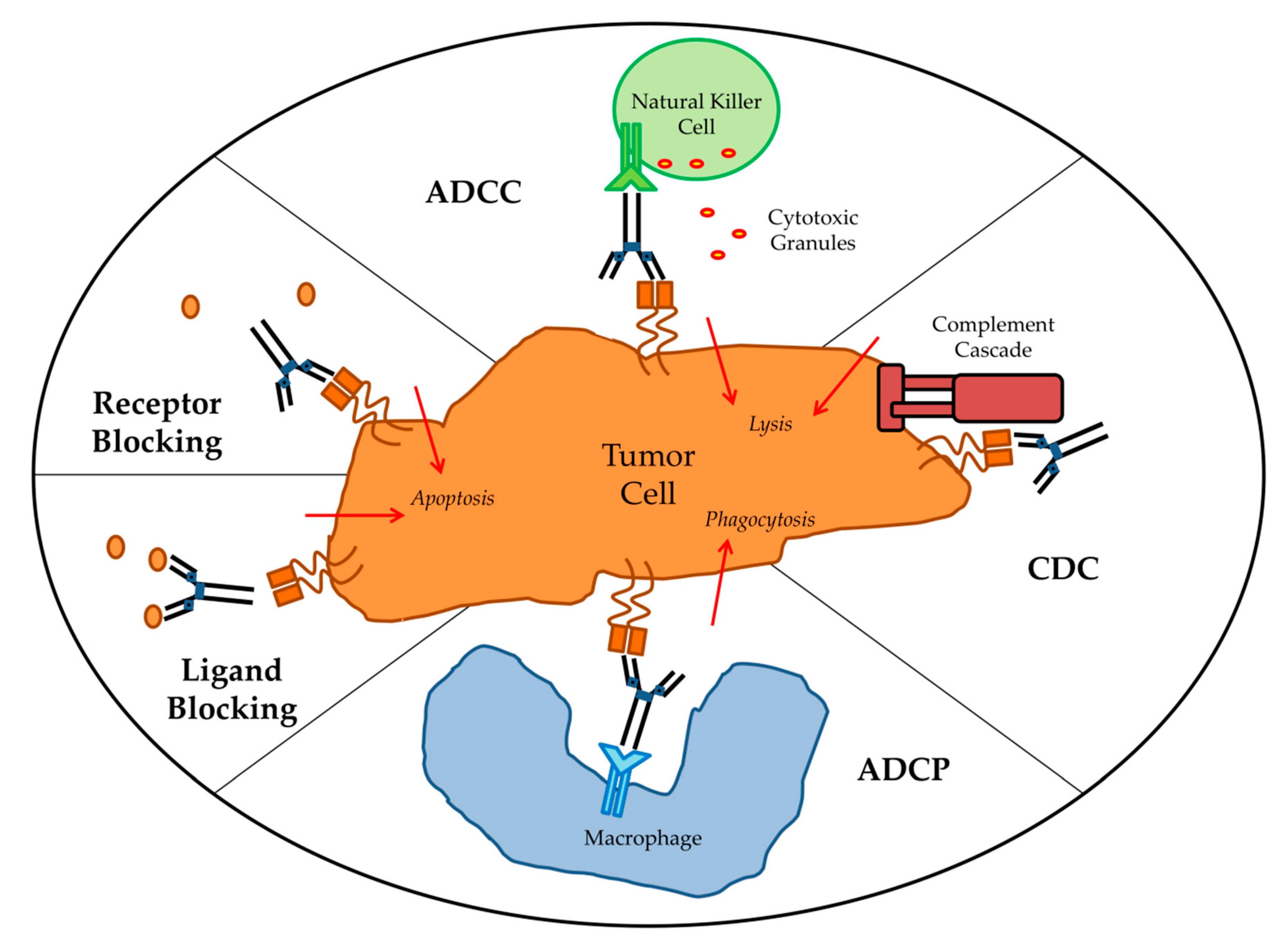 Monoclonal Antibody Cancer Monoclonal Antibody Cancer