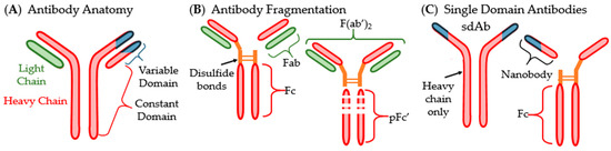 Antibodies Inhibiting the Type III Secretion System of Gram-Negative ...
