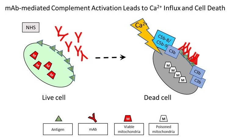 Antibodies | Free Full-Text | How Do mAbs Make Use of Complement to ...