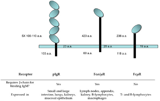Structure, Function, and Therapeutic Use of IgM Antibodies
