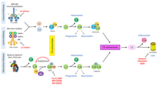 Complement System: Promoter or Suppressor of Cancer Progression?