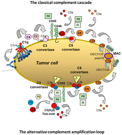 The Role of Complement in the Mechanism of Action of Therapeutic Anti ...