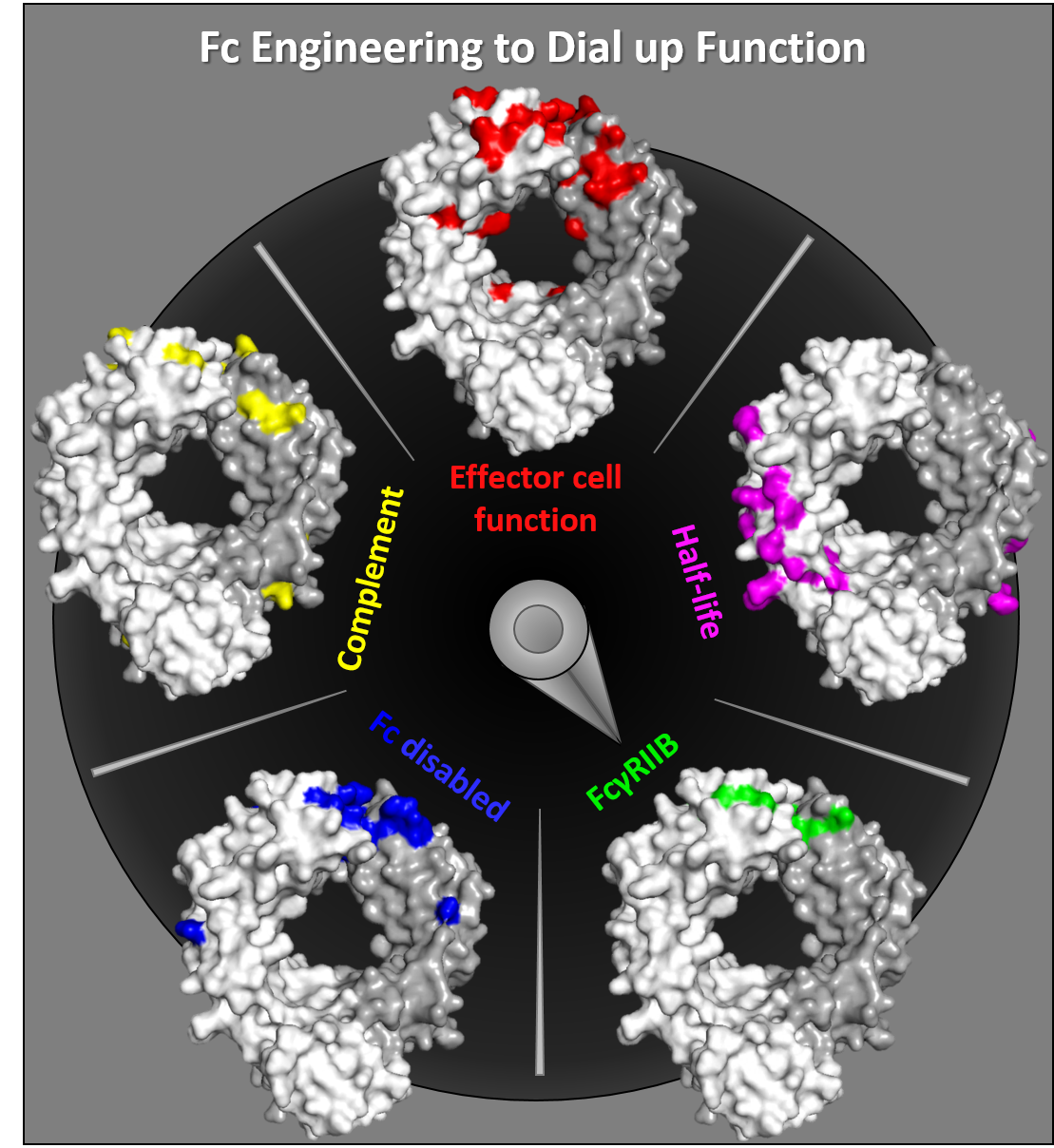 Antibodies | Free Full-Text | Fc-Engineering for Modulated Effector ...