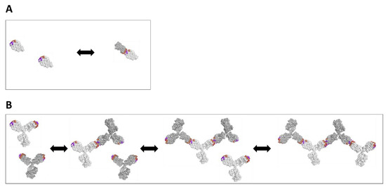 Characterization and Modeling of Reversible Antibody Self-Association ...