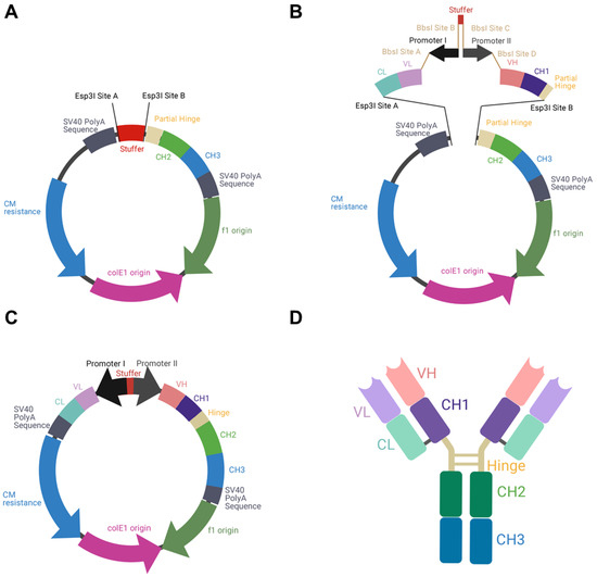Recombinant Antibody Production Using a Dual-Promoter Single Plasmid System