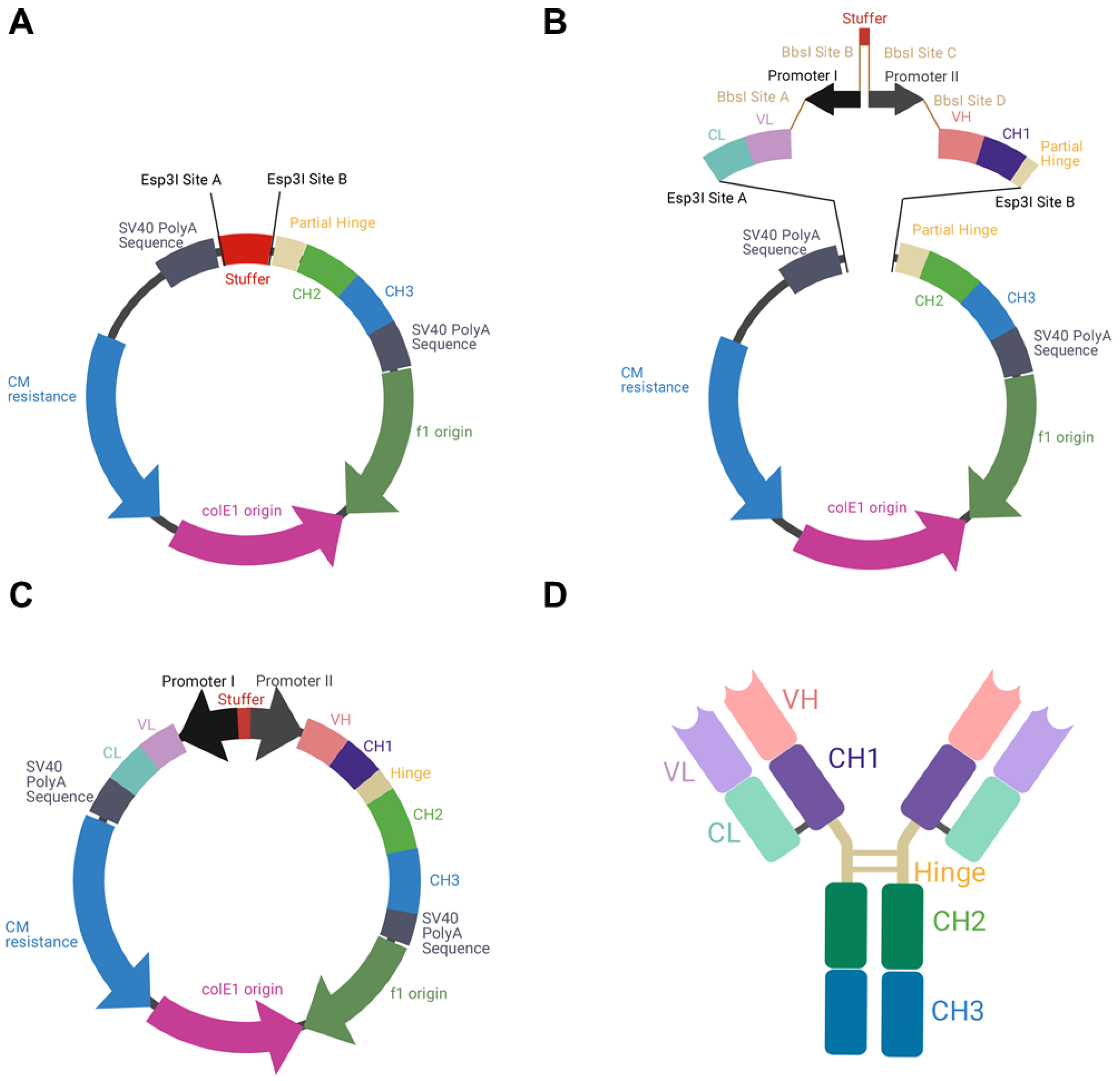 Recombinant Antibody Recombinant Antibody
