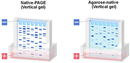 A New Method to Characterize Conformation-Specific Antibody by a ...