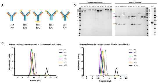 Antibodies | An Open Access Journal from MDPI