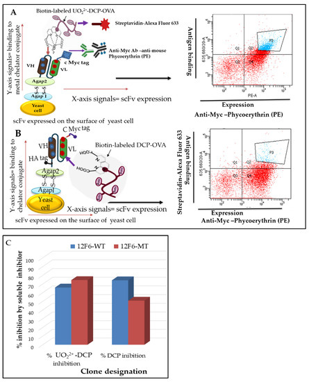 Yeast Surface Display Platform for Rapid Selection of an Antibody Library via Sequential Counter ...